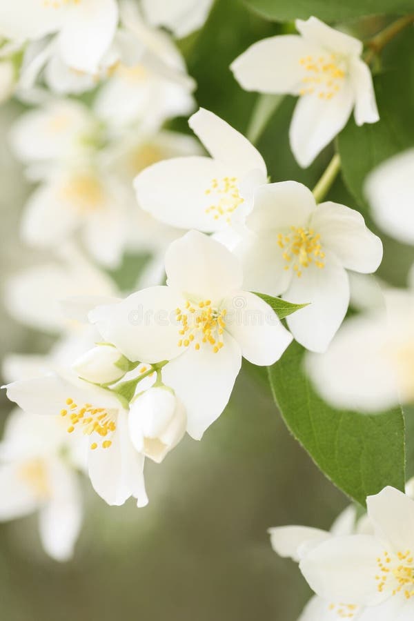 Jasmine blossom stock photo. Image of environment, flower - 40386432