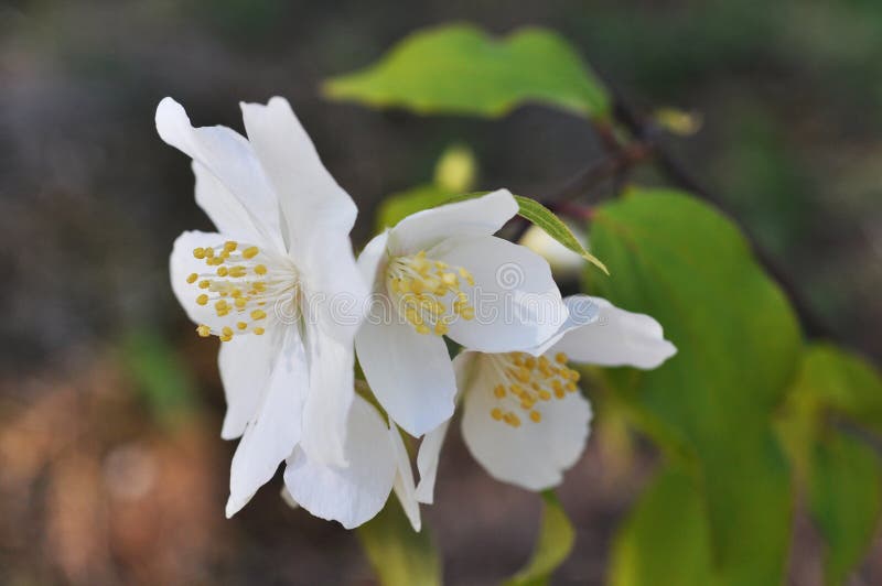 Jasmine Blossom stock image. Image of flower, spring - 47263817