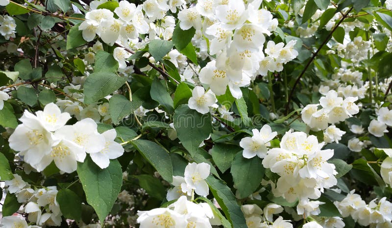 Jasmine - Bush with White Flowers Stock Image - Image of jasmin, summer ...