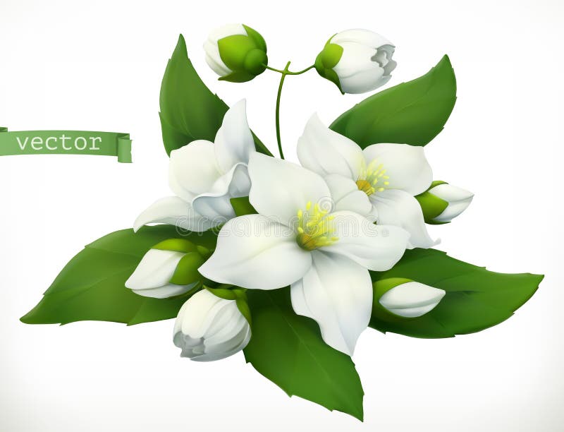 Realistic Jasmine Flower Drawing, Art Jasmine Flower Drawing, Line Art ...