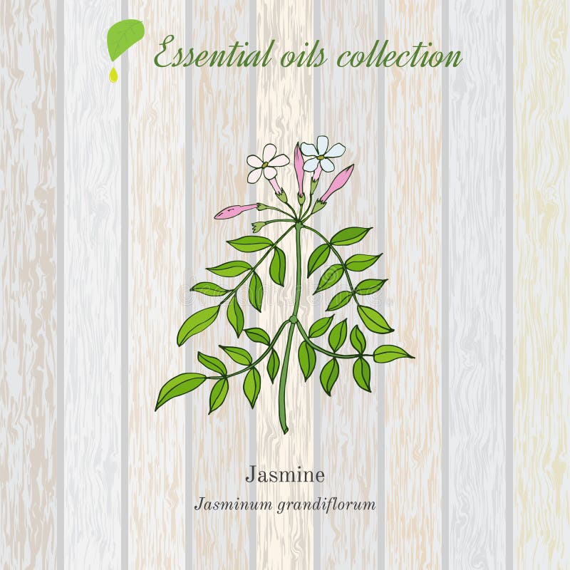 Jasmine, Essential Oil Label, Aromatic Plant. Stock Vector ...
