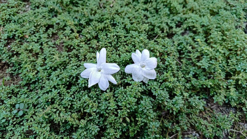 Jasmine Flower or Bunga Melati Indonesia in Spring Time Stock Photo ...