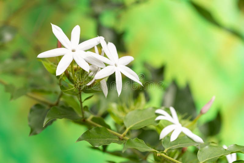 Jasmine Flowers in the Garden Stock Image - Image of group, plant ...