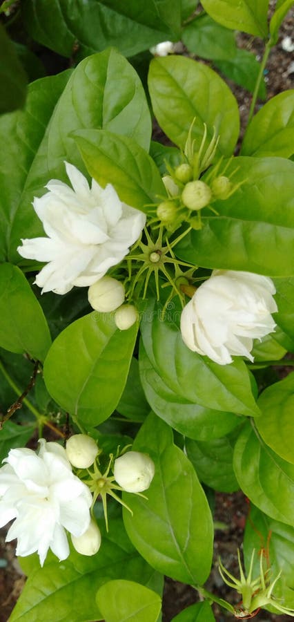 Jasmine Flower Close Up Image Stock Image - Image of close, jasmine ...