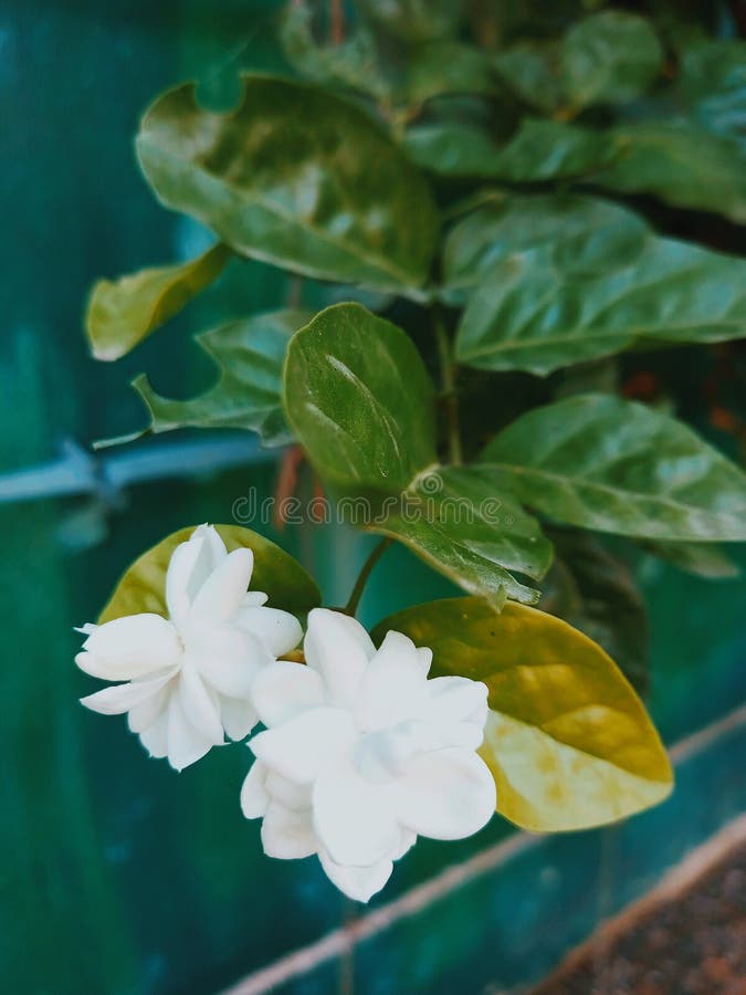 Jasmine Flower Has Unique Fragrant Stock Image - Image of jasmine ...