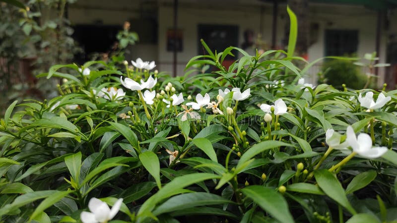 Jasmine Flower Tree, Beautiful. Stock Image - Image of meadow, plant ...