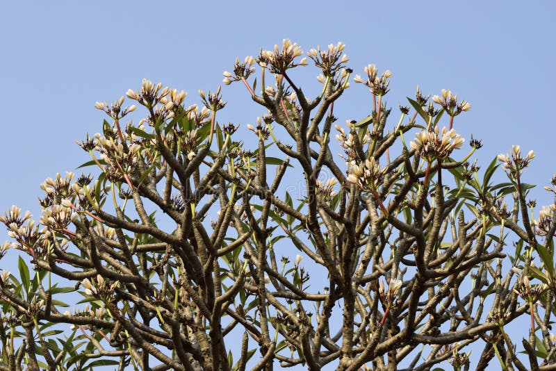 Jasmine Flower and Tree in India Stock Photo - Image of floral, leaf ...