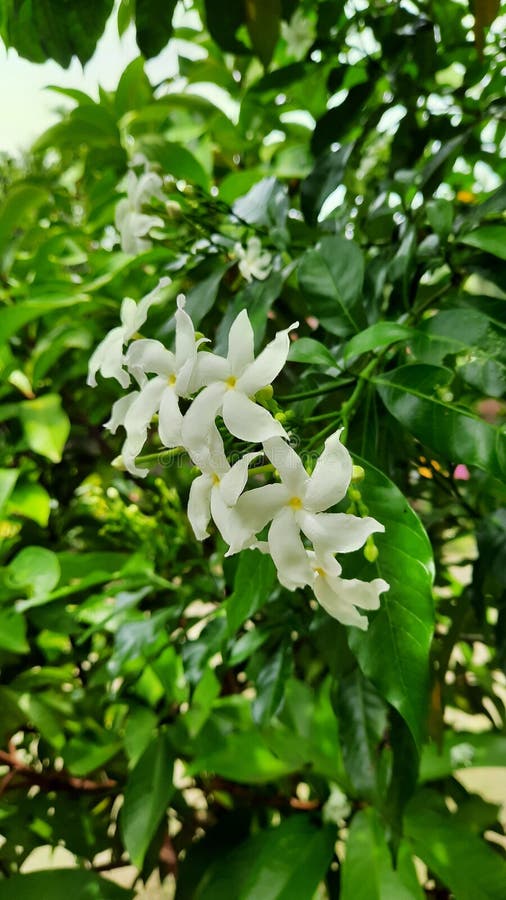 Jasmine Flower on Tree with Lush Leaves Stock Image - Image of lush ...