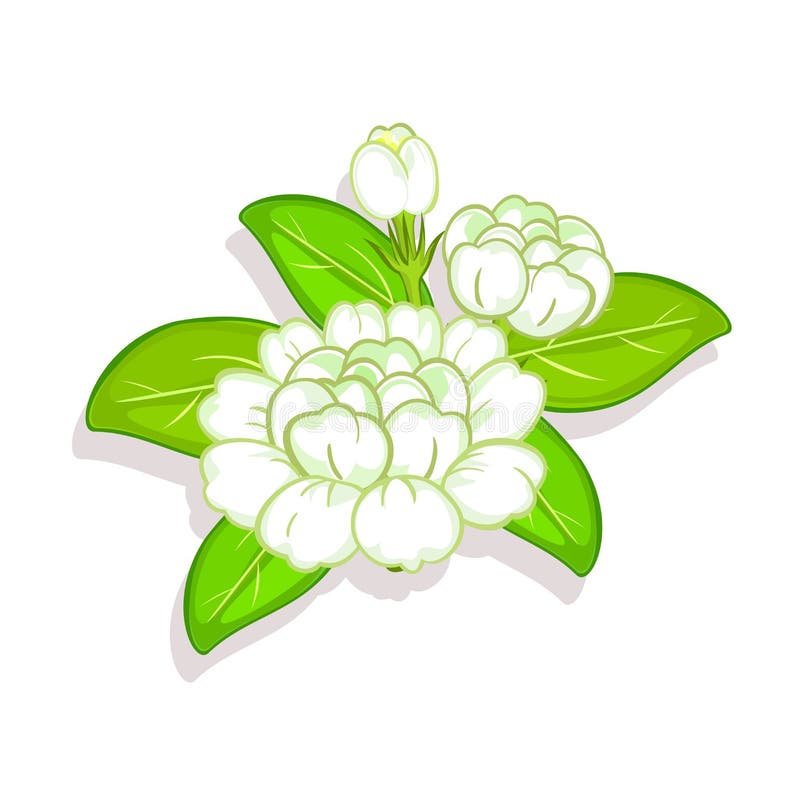Jasmine Flower on White Background Vector. Stock Illustration ...