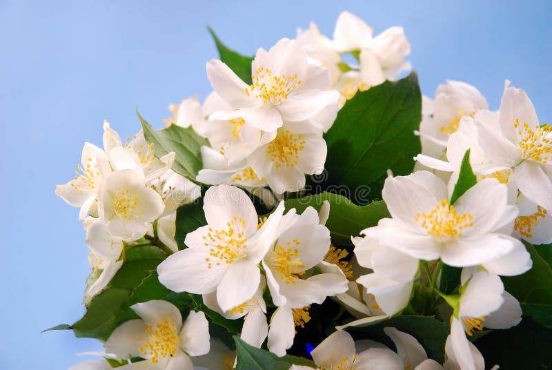 Jasmine blossom stock photo. Image of decorative, flora - 14672940