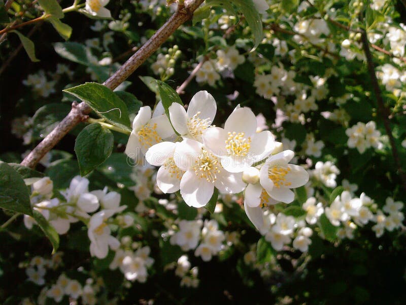 Jasmine flowers stock photo. Image of leaf, nature, flowers - 227922814