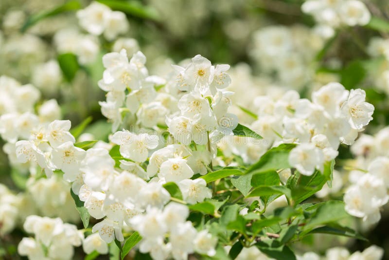 Jasmine flowers on a bush stock image. Image of closeup - 241845663