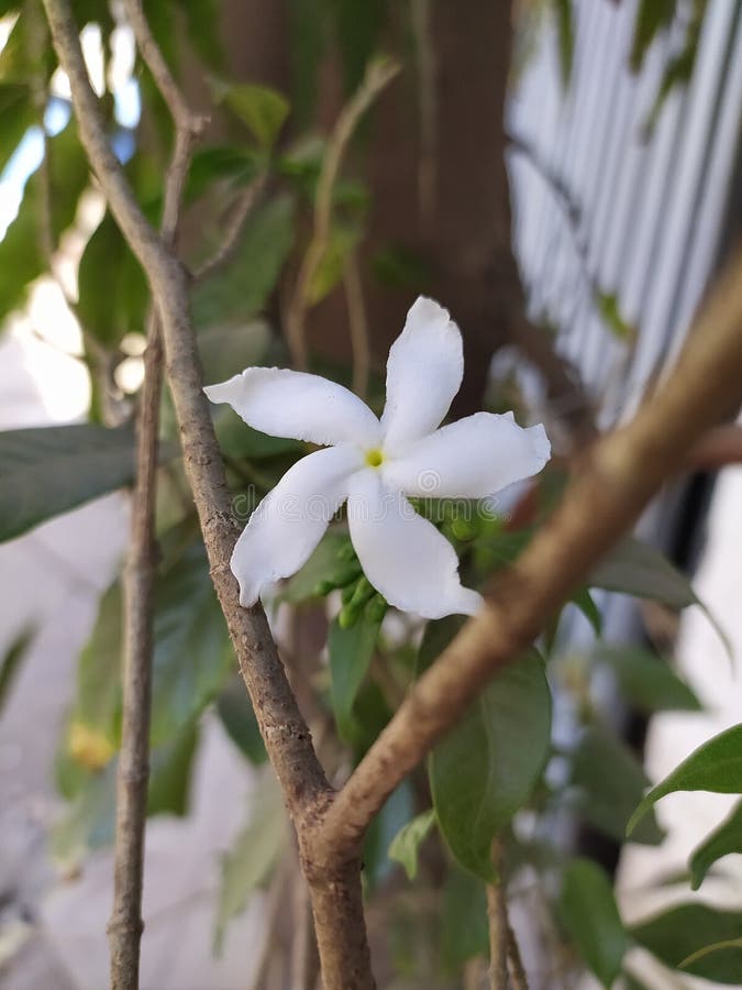 Chameli Stock Photos - Free & Royalty-Free Stock Photos from Dreamstime