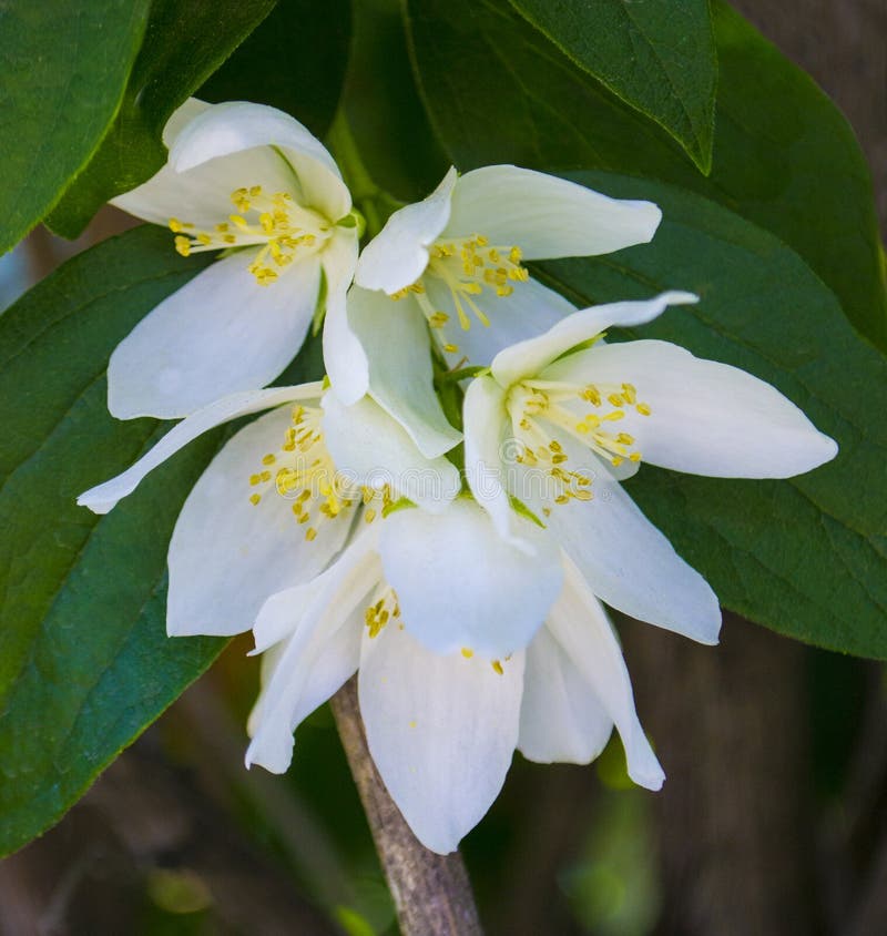 Jasmine flowers close-up stock photo. Image of summer - 122726684