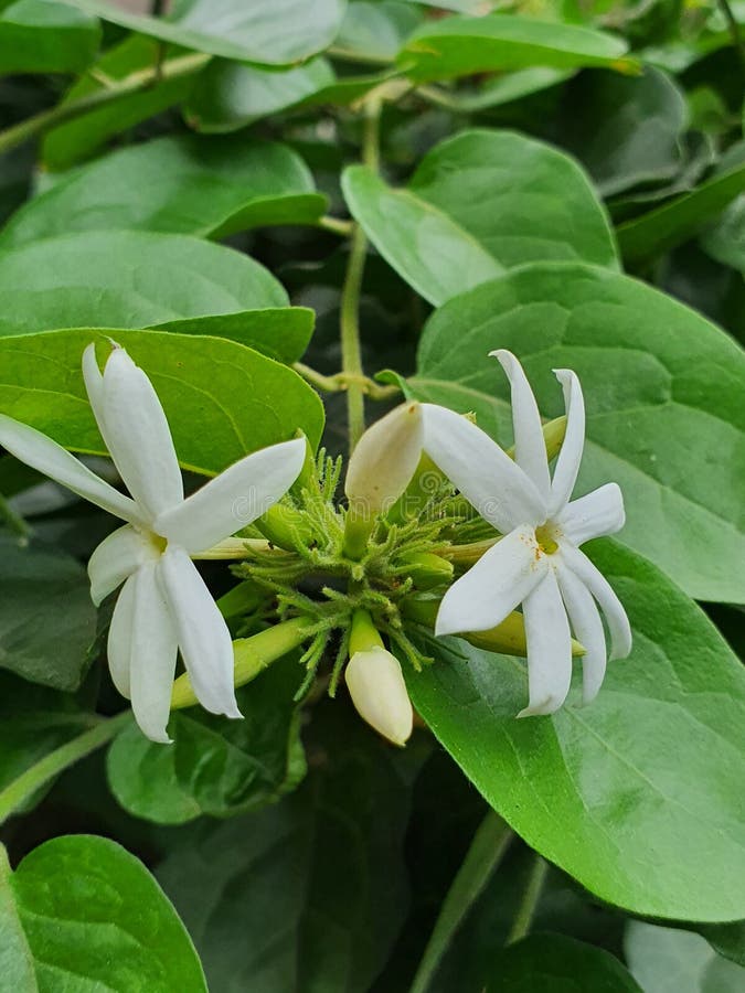 Jasmine Flowers in the Green Tree Stock Photo - Image of nture, tree ...