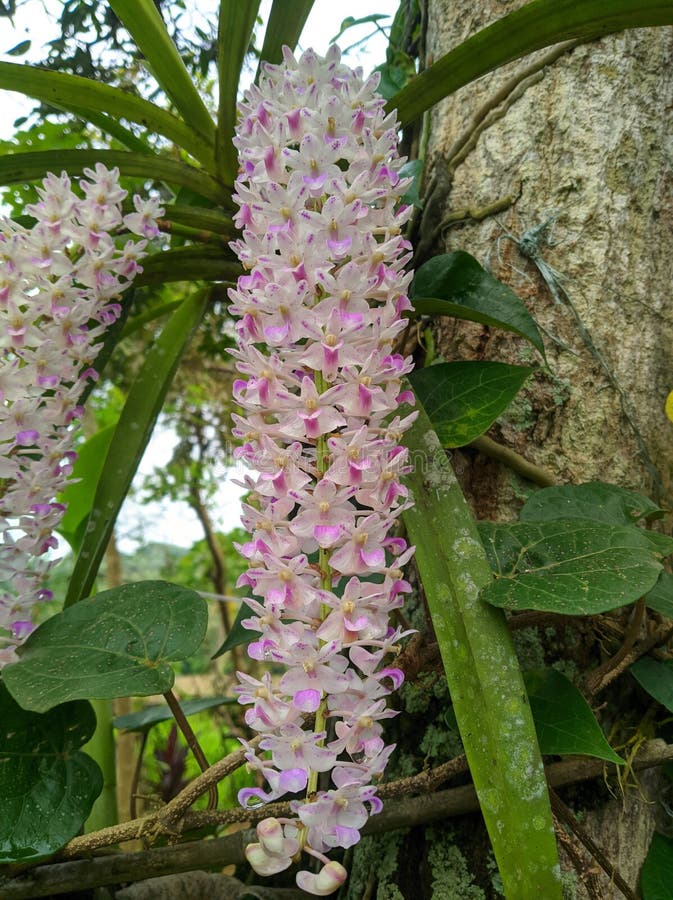 Jasmine Flowers that Live on Trees Stock Photo - Image of jasmine ...