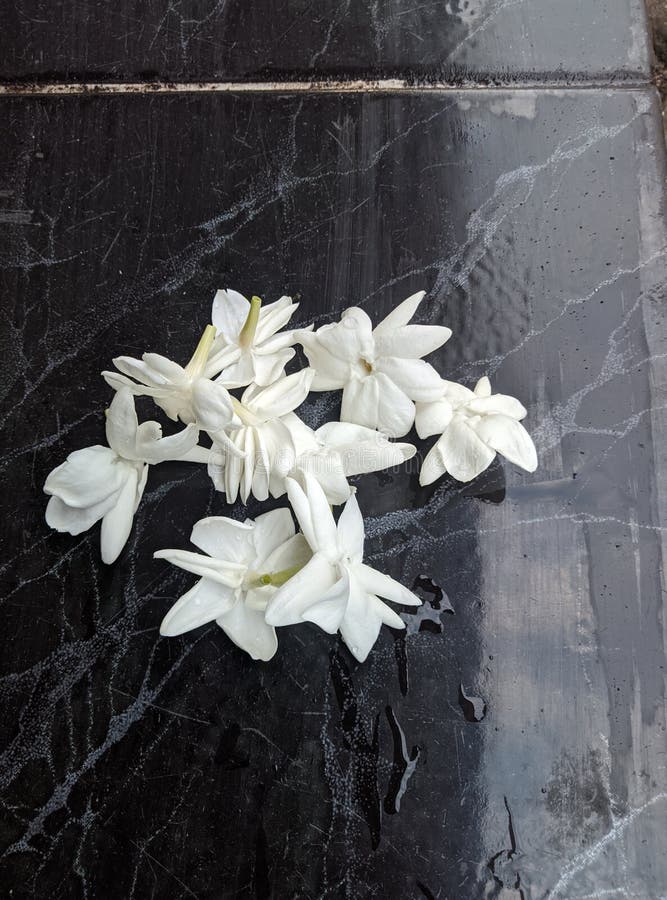 Jasmine Flowers Scattered on the Floor Stock Photo - Image of blossom ...