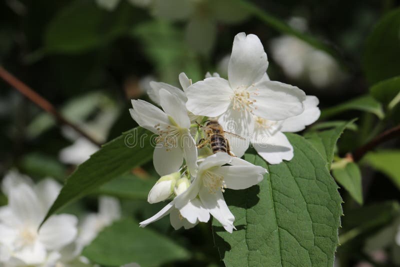 Jasmine Flowers in the Spring. Stock Photo - Image of jasmine, spring ...