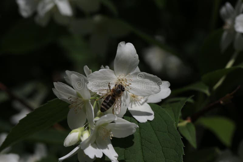Jasmine Flowers in the Spring. Stock Image - Image of green, grass ...