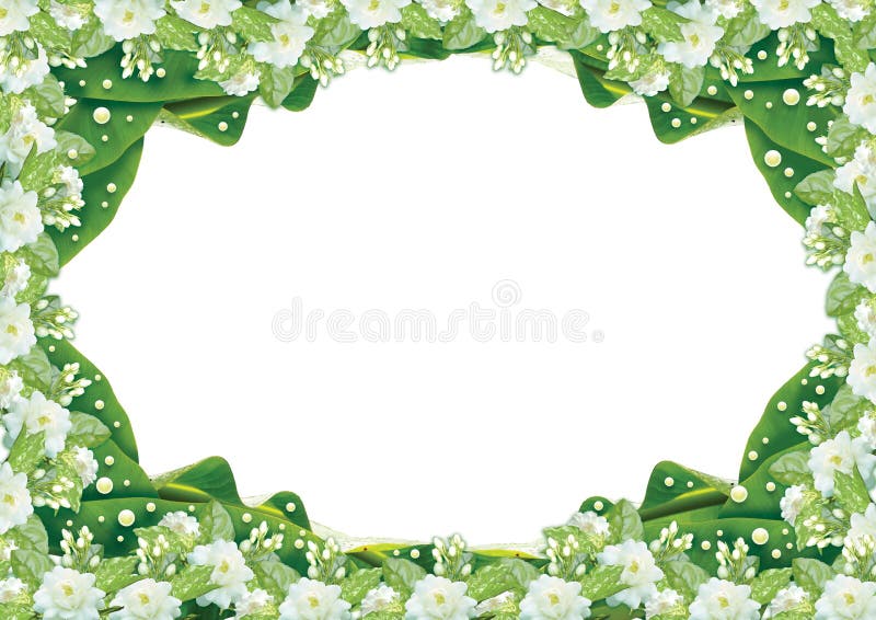 Jasmine Frame Isolated on White Background Stock Image - Image of ...