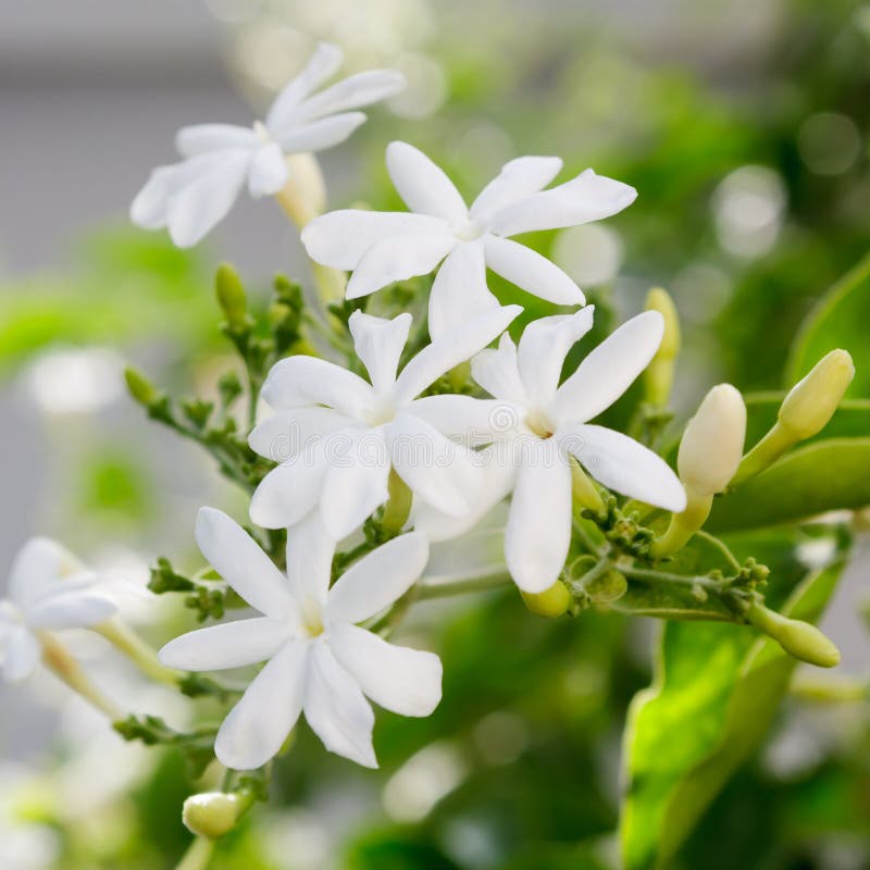Jasmine flowers stock image. Image of decorating, soap - 25203043