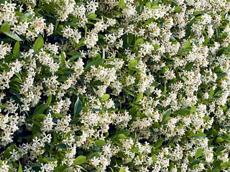 Jasmine Hedge stock image. Image of flowers, flora, natural - 72478989