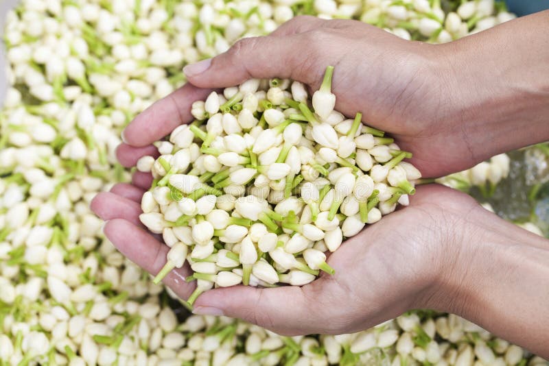 Jasmine flowers stock image. Image of decorating, soap - 25203043