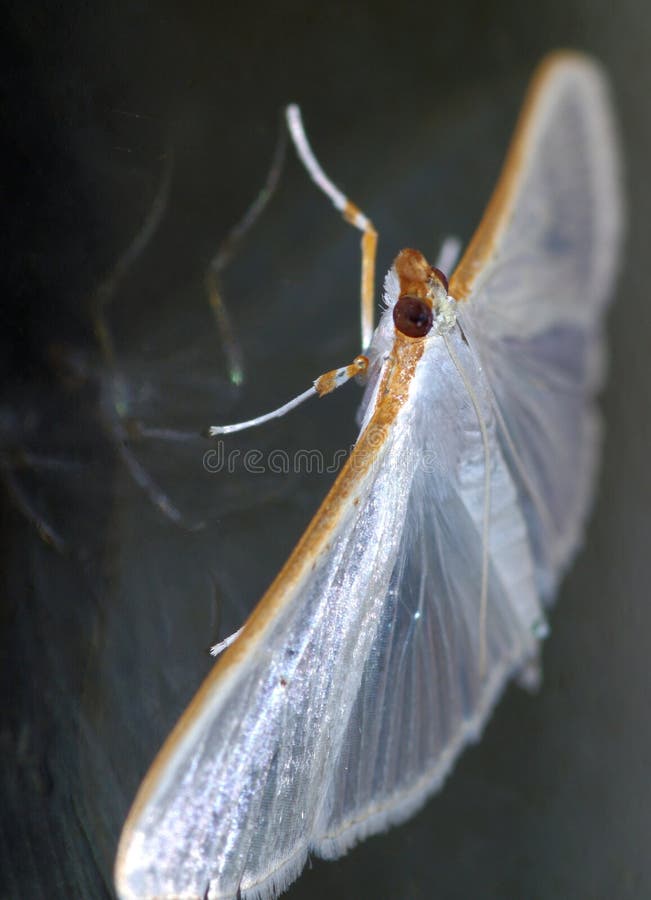 Jasmine Moth foto de archivo. Imagen de primer, detalle - 45310988
