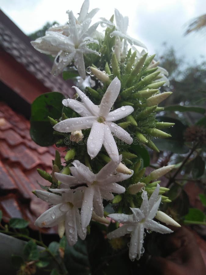 Mullapo Stock Photos - Free & Royalty-Free Stock Photos from Dreamstime