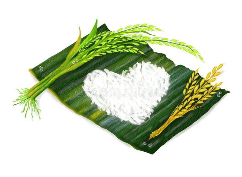 Jasmine Rice stock illustration. Illustration of green - 25582722