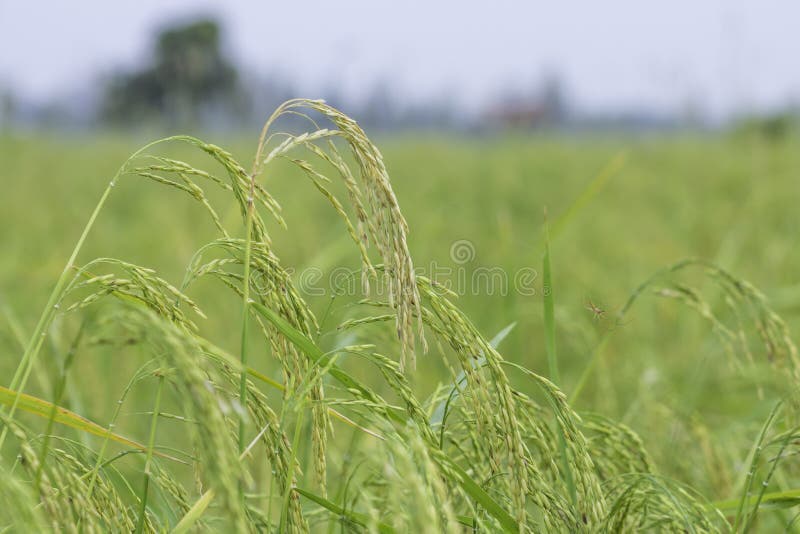 Jasmine rice stock photo. Image of growing, famous, green - 168409706