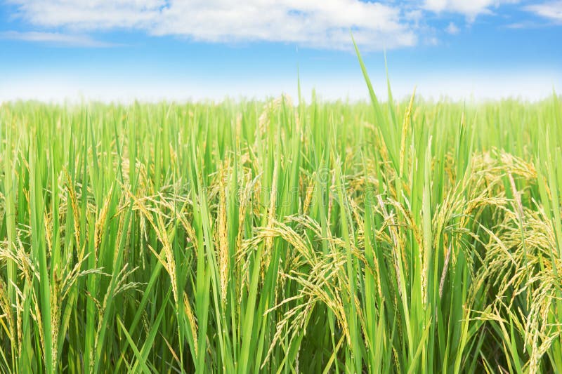 Jasmine Rice Farm Background Stock Image - Image of havest, food: 61359641