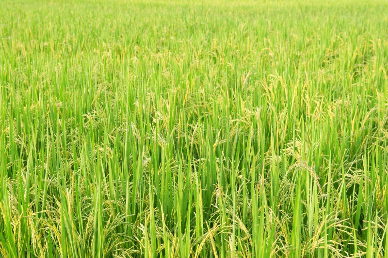 4,705 Jasmine Rice Farm Background Stock Photos - Free & Royalty-Free ...