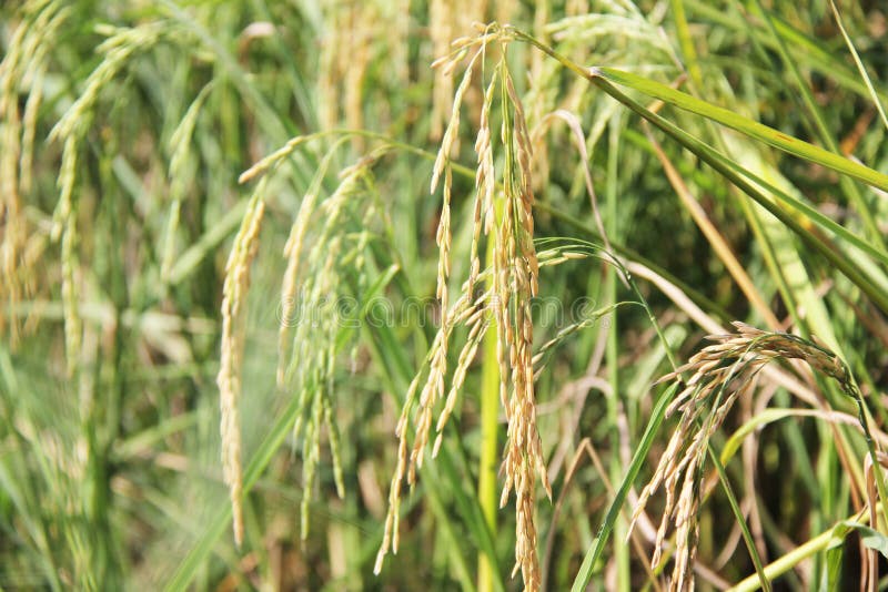 Basmati rice crop stock image. Image of cultivation, seed - 58504369