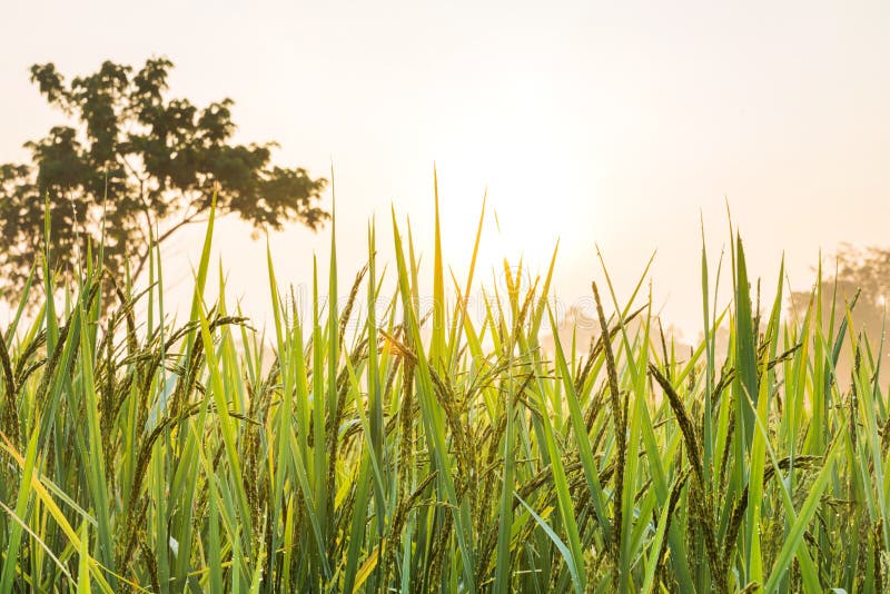 Jasmine Rice Field in Thailand Stock Photo - Image of agriculture ...