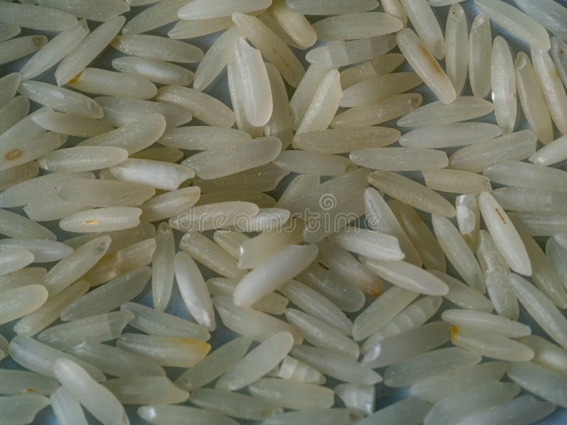 Uncooked Thai Jasmine Rice Grains Close Up with No Background Stock ...