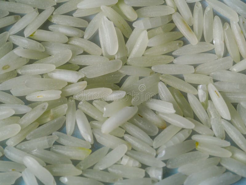 Jasmine Rice Grains Close Up with Rice Weevil Pest or Sitophilus Oryzae ...