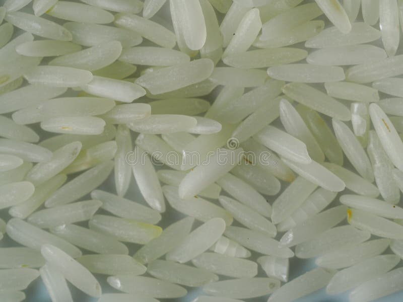 Thai Jasmine Rice Grains Close Up with No Background Stock Photo ...