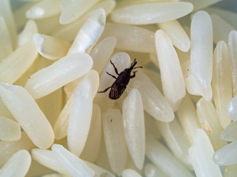 Jasmine Rice Grains Close Up with Rice Weevil Stock Photo - Image of ...