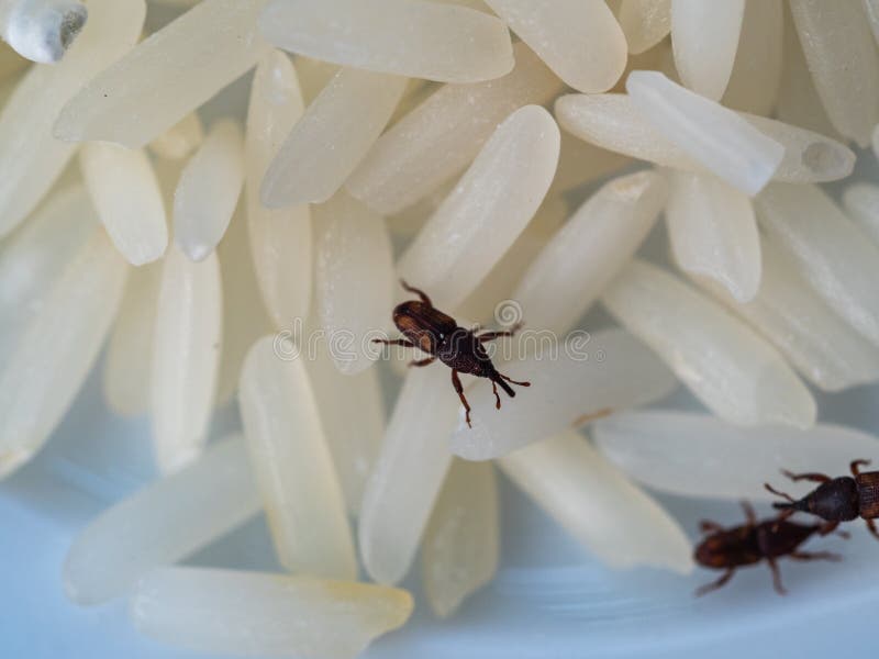Jasmine Rice Grains Close Up with Rice Weevil Pest or Sitophilus Oryzae ...