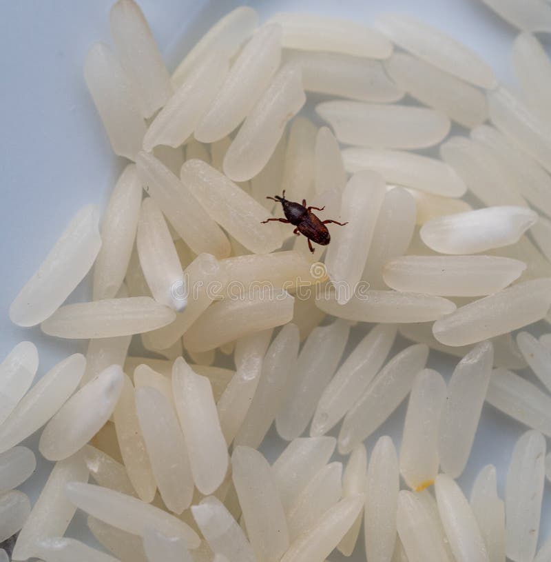 Jasmine Rice Grains Close Up with Rice Weevil Pest or Sitophilus Oryzae ...