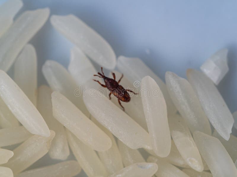 Jasmine Rice Grains Close Up with Rice Weevil Pest or Sitophilus Oryzae ...