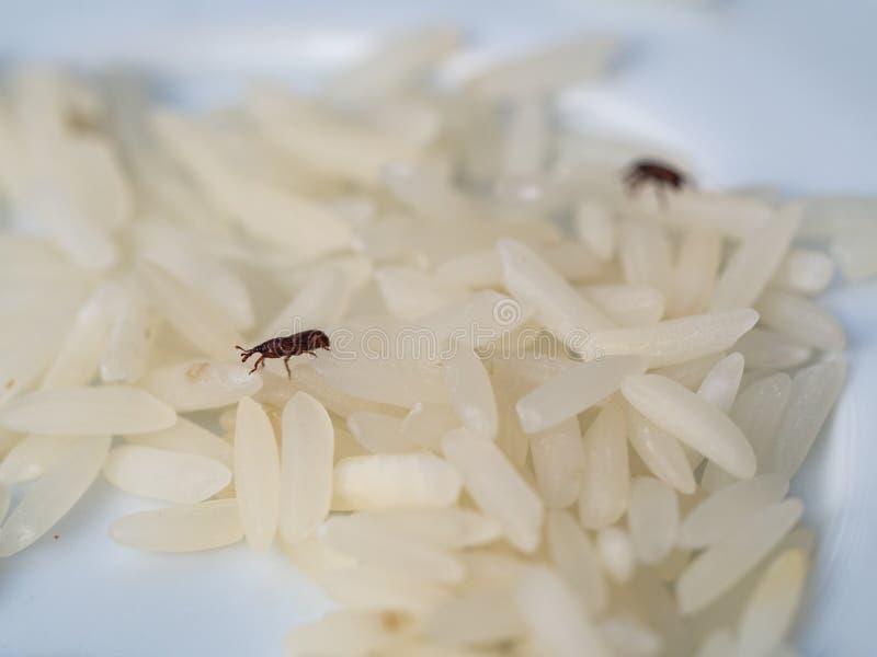Jasmine Rice Grains Close Up with Rice Weevil Pest or Sitophilus Oryzae ...