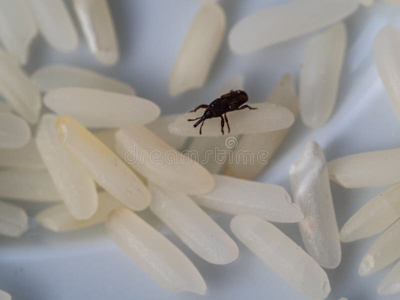 Jasmine Rice Grains Close Up with Rice Weevil Pest or Sitophilus Oryzae ...