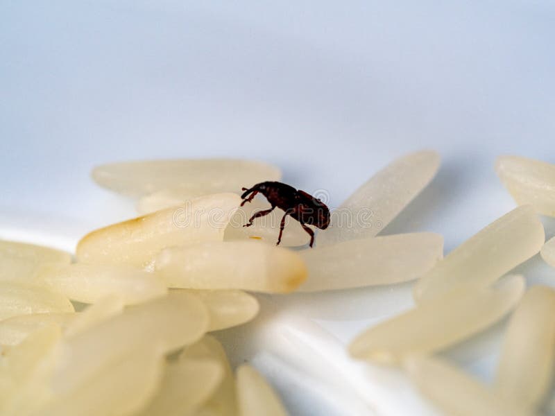 Jasmine Rice Grains Close Up with Rice Weevil Pest or Sitophilus Oryzae ...