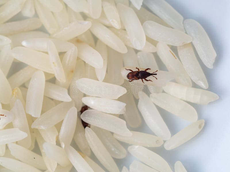 Jasmine Rice Grains Close Up With Rice Weevil Pest Or Sitophilus Oryzae ...