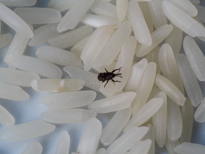Jasmine Rice Grains Close Up with Rice Weevil Pest or Sitophilus Oryzae ...
