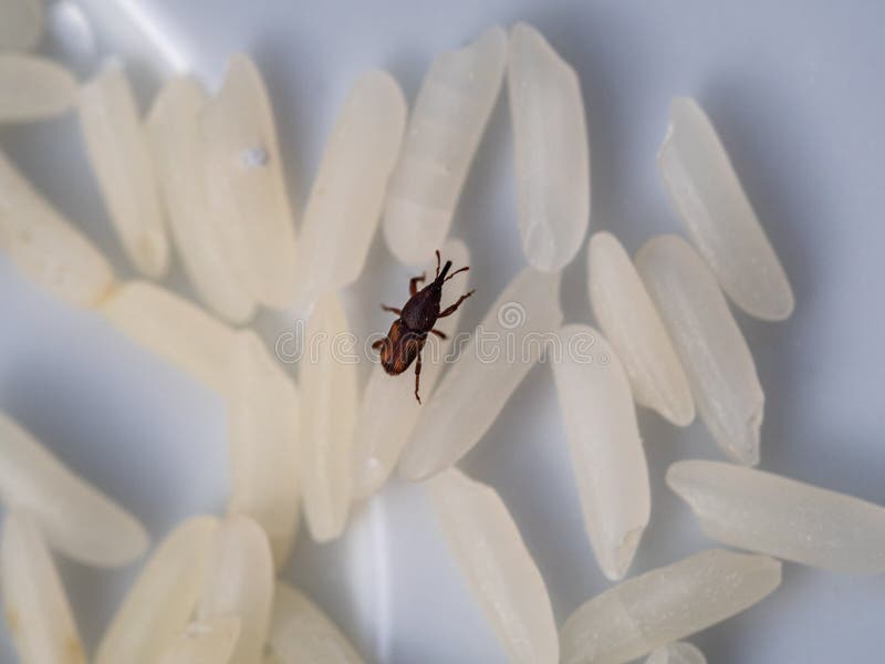 Jasmine Rice Grains Close Up with Rice Weevil Pest or Sitophilus Oryzae ...