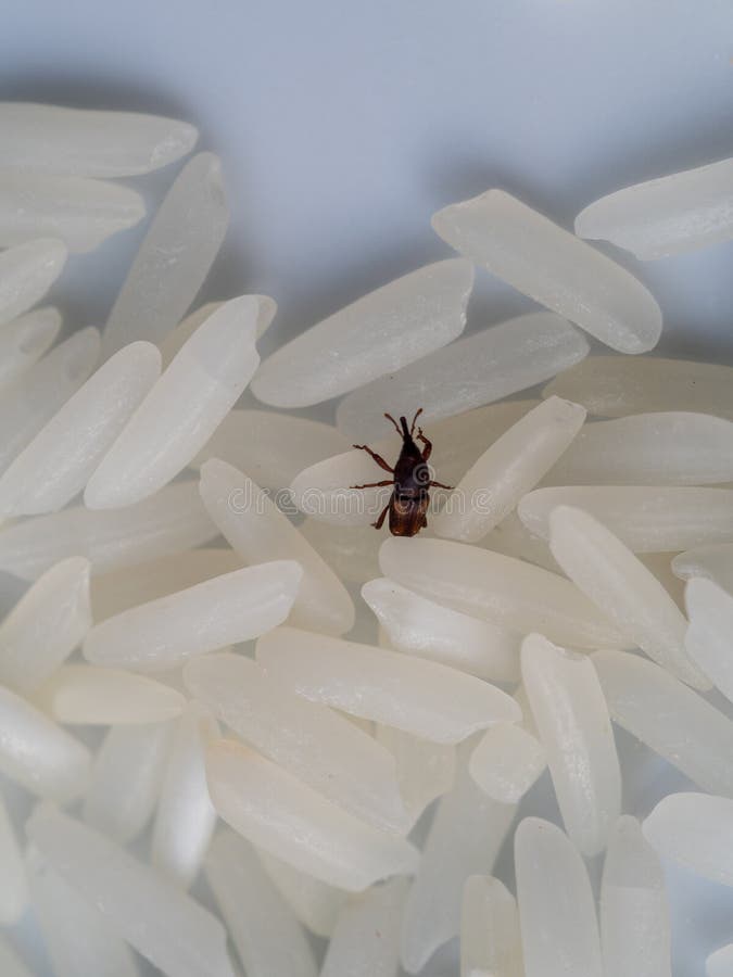 Jasmine Rice Grains Close Up with Rice Weevil Pest or Sitophilus Oryzae ...