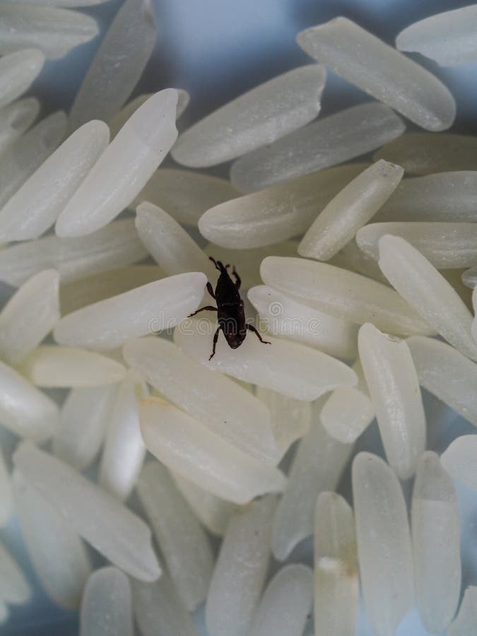 Jasmine Rice Grains Close Up with Rice Weevil Pest or Sitophilus Oryzae ...